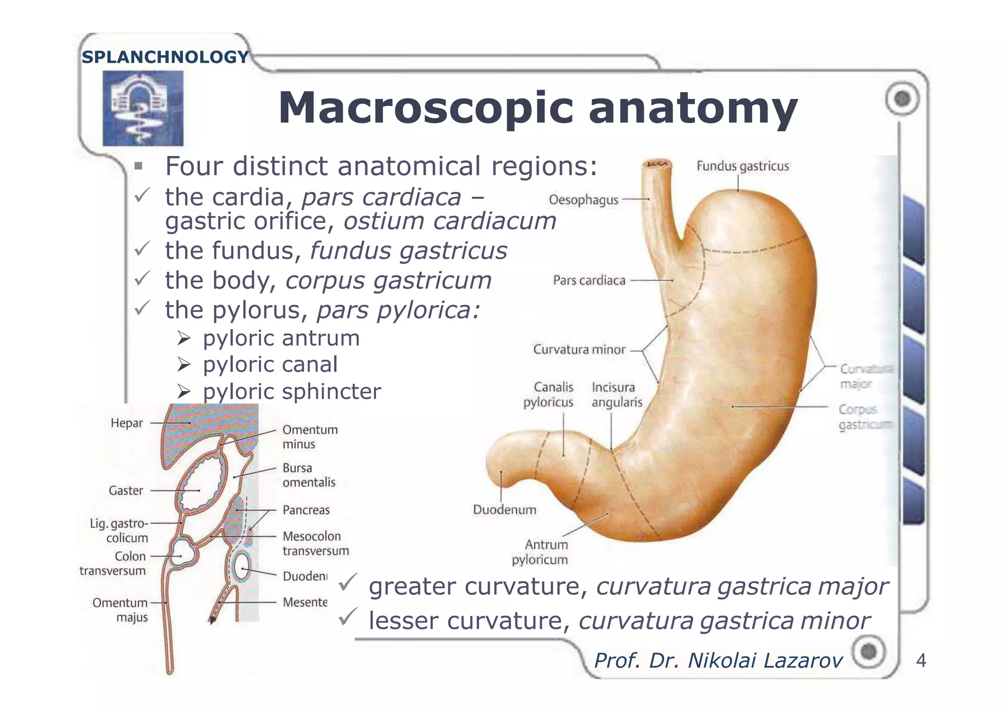 Middle_Digestive_Tract.pdf