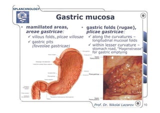 Middle_Digestive_Tract.pdf
