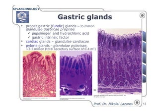Middle_Digestive_Tract.pdf
