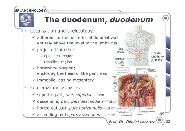 Middle_Digestive_Tract.pdf