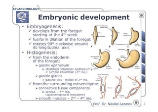Middle_Digestive_Tract.pdf