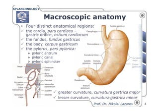 Middle_Digestive_Tract.pdf