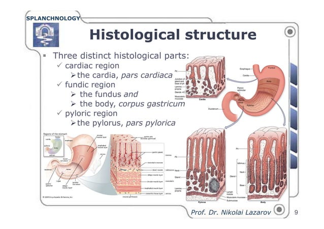 Middle_Digestive_Tract.pdf