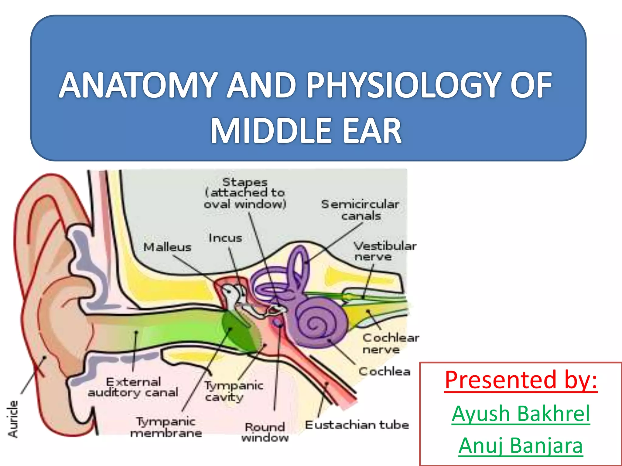 Middle ear anatomy and physiology | PPTX | Ear, Nose and Throat ...