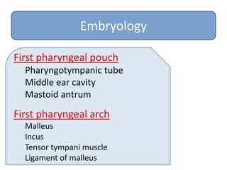 Middle ear anatomy and physiology | PPTX