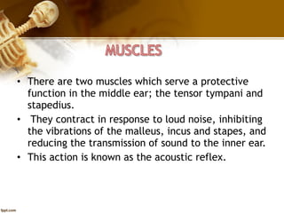 Middle ear | PDF | Ear, Nose and Throat Conditions | Diseases and ...