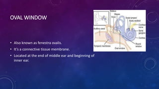 Middle ear | PPTX
