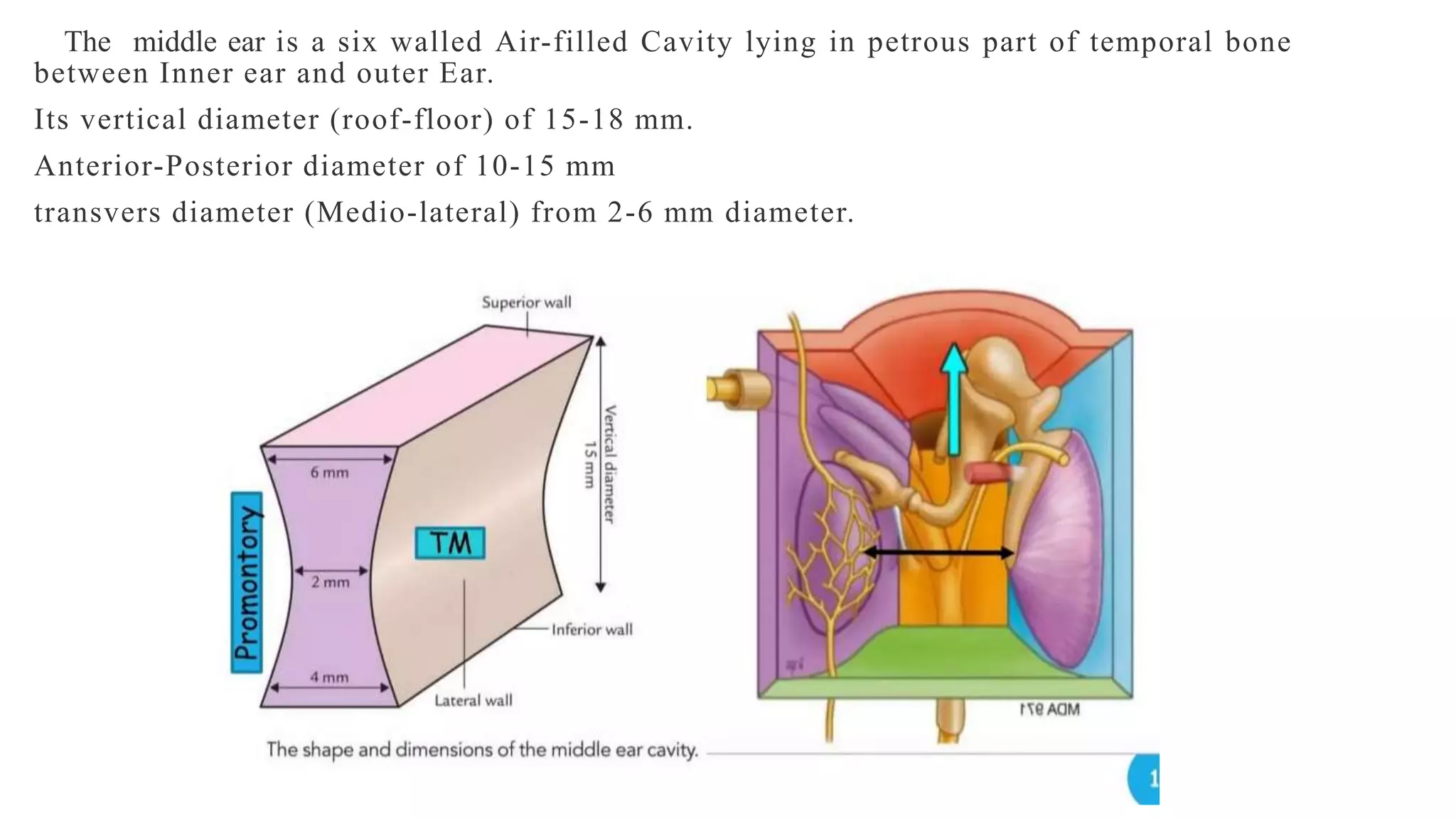 middle ear anatomy | PPTX