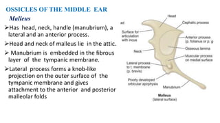 middle ear anatomy | PPTX