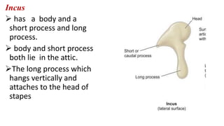 middle ear anatomy | PPTX