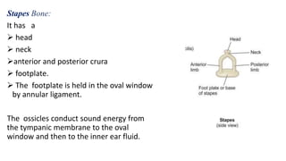 middle ear anatomy | PPTX