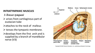 middle ear anatomy | PPTX