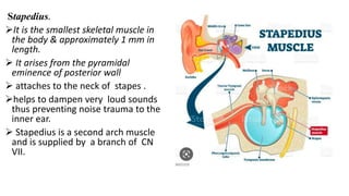 middle ear anatomy | PPTX
