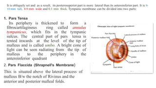 middle ear anatomy | PPTX
