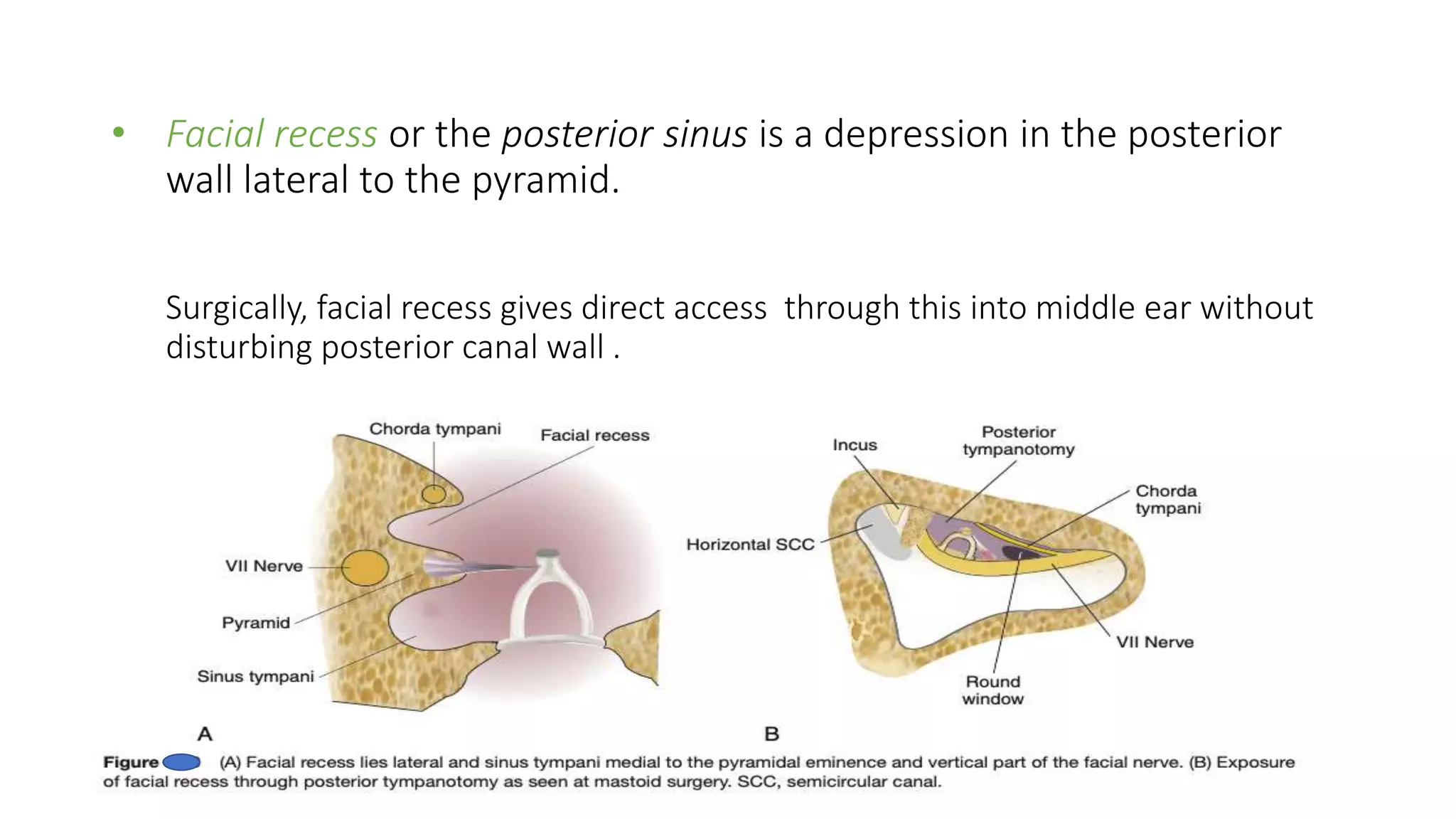middle ear.pptx