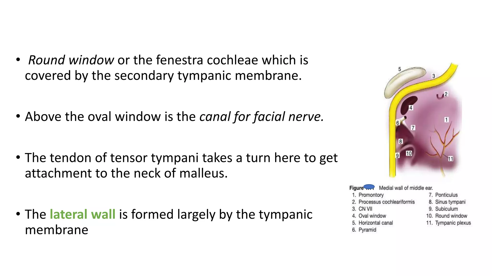 middle ear.pptx