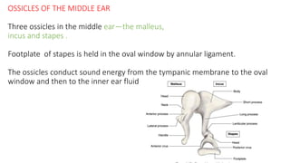 middle ear.pptx