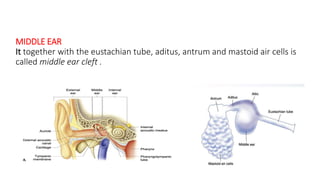 middle ear.pptx