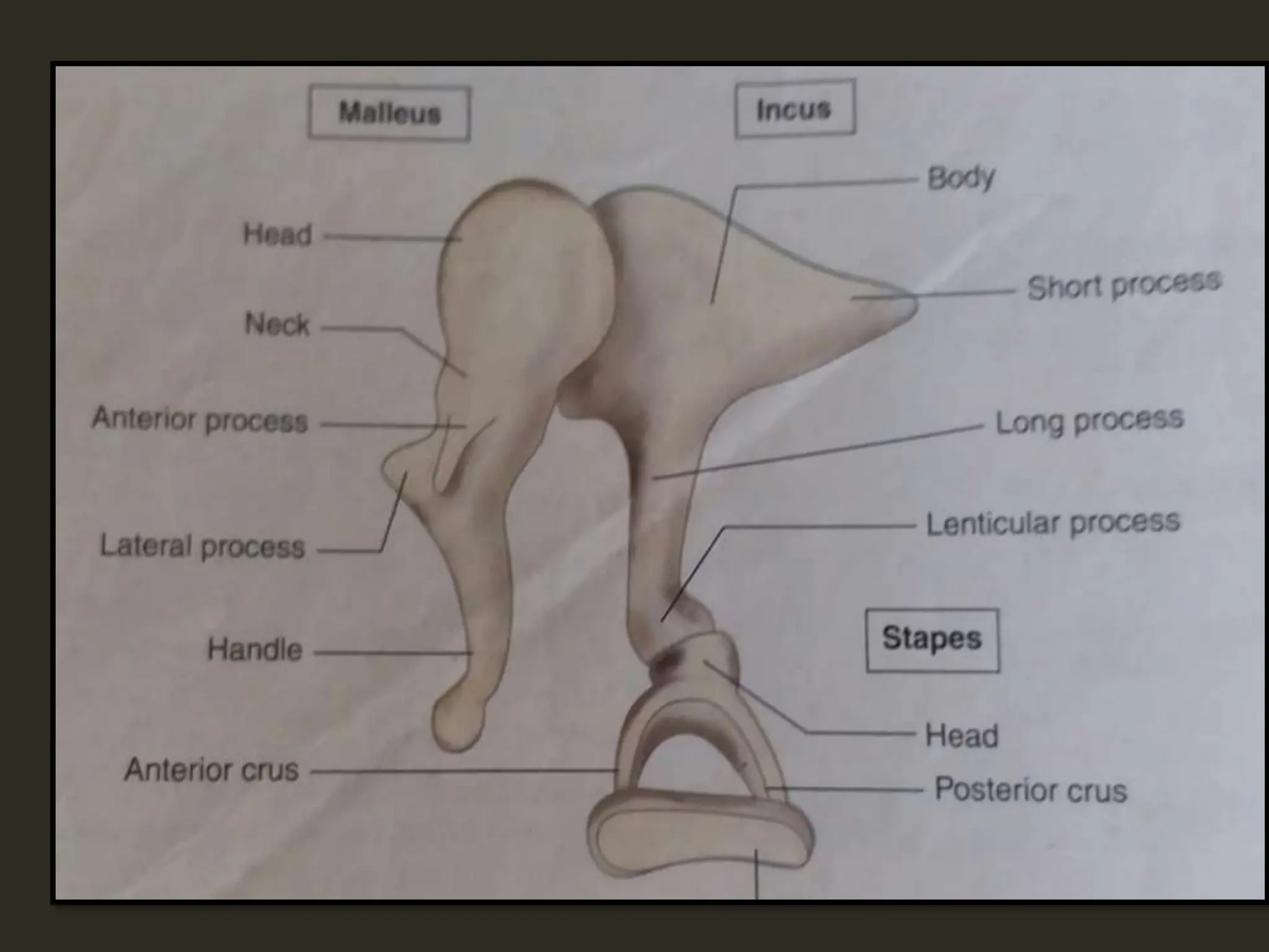 Anatomy of the middle ear, Blood supply, Nerve supply | PPTX