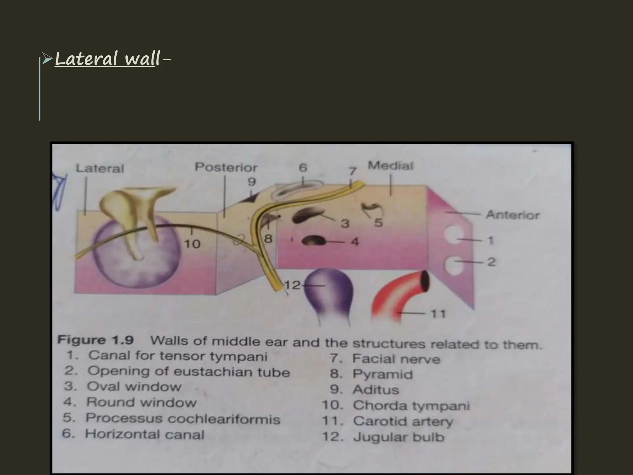 Anatomy of the middle ear, Blood supply, Nerve supply | PPTX