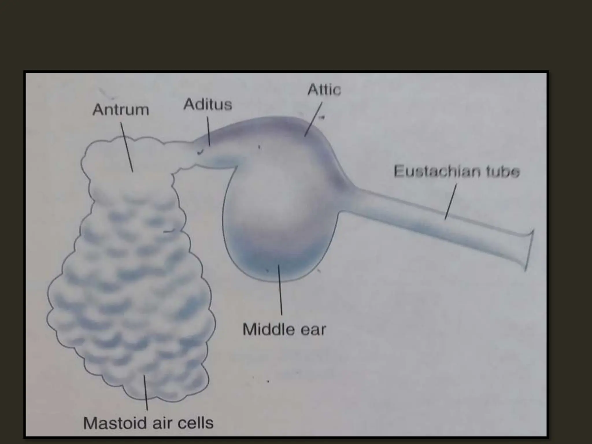 Anatomy of the middle ear, Blood supply, Nerve supply | PPTX