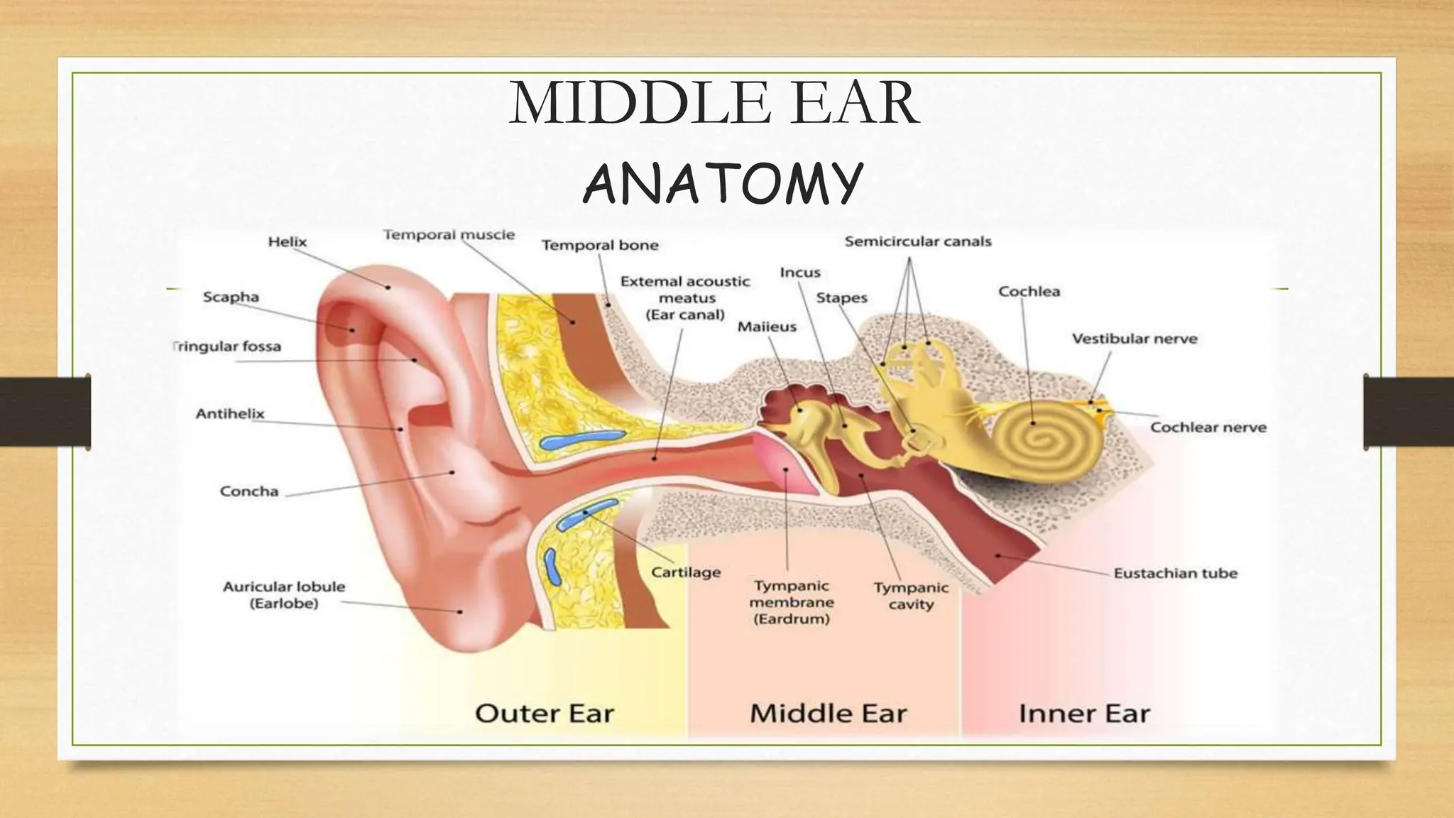 MIDDLE EAR ANATOMY OTORHINOLARYNGOLOGY.pptx