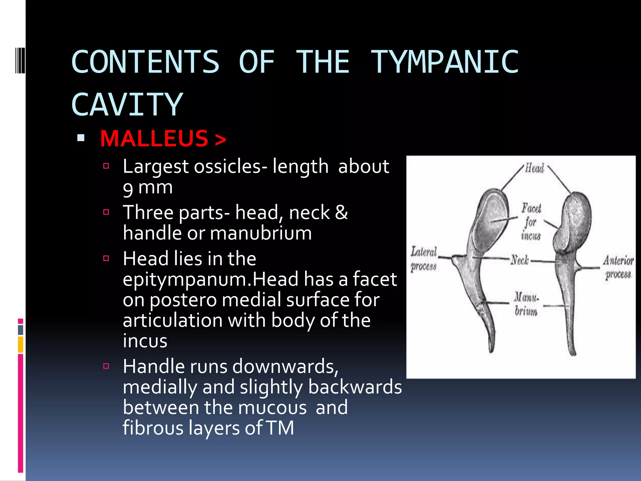 Anatomy Of Middle Ear Cleft | PPTX