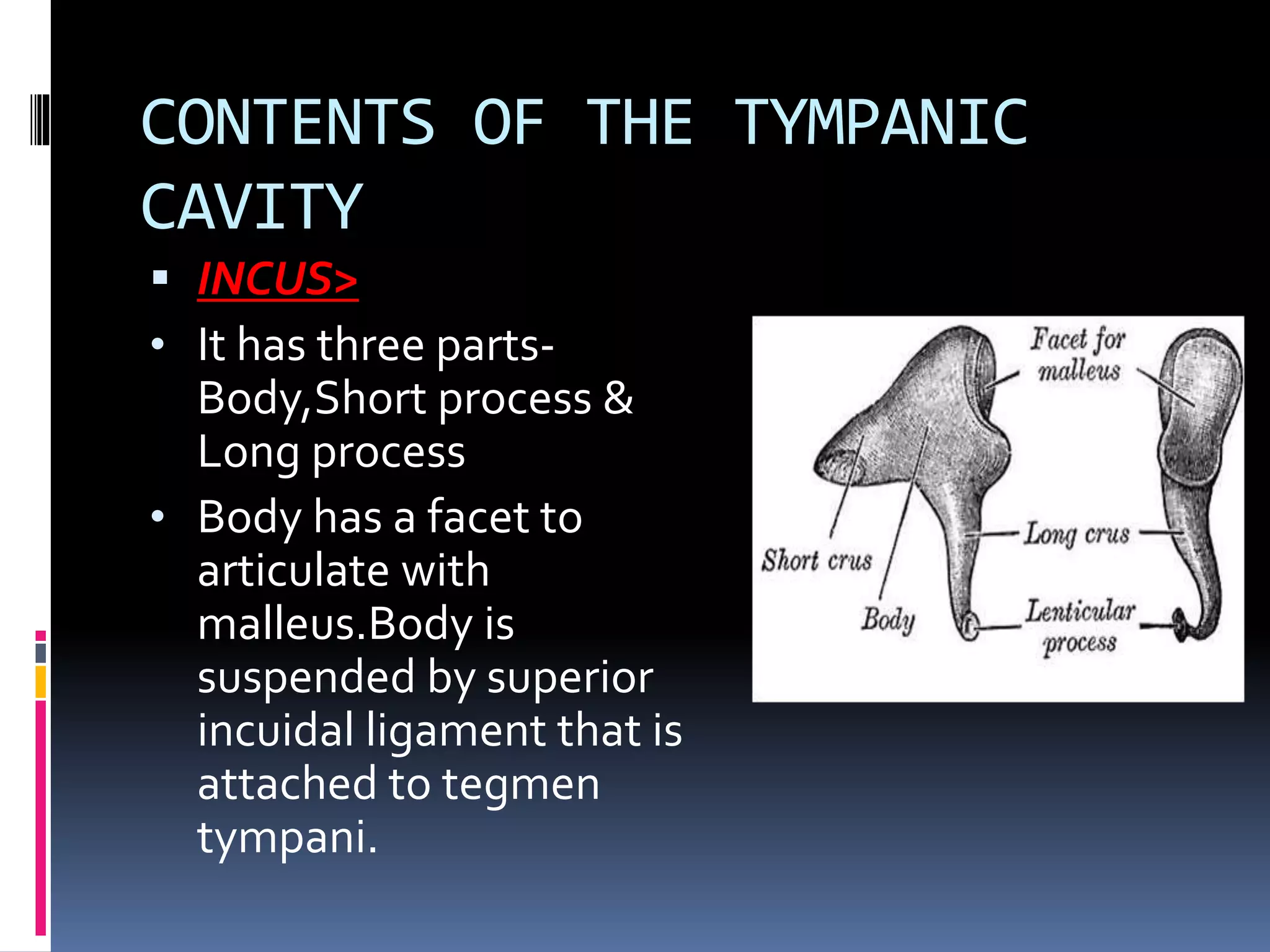 Anatomy Of Middle Ear Cleft | PPTX