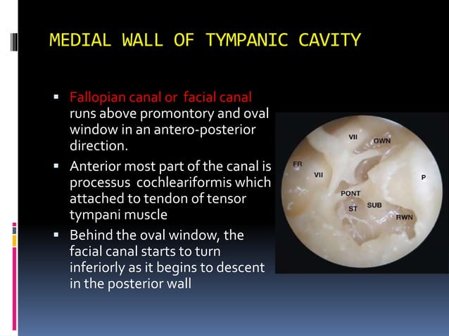 Anatomy Of Middle Ear Cleft | PPT