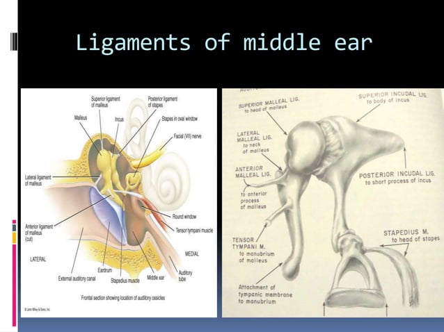 Anatomy Of Middle Ear Cleft | PPTX