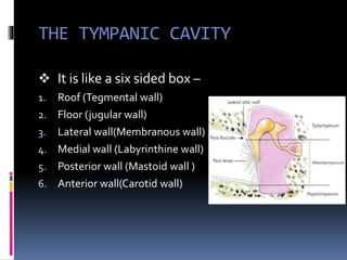 Anatomy Of Middle Ear Cleft | PPTX