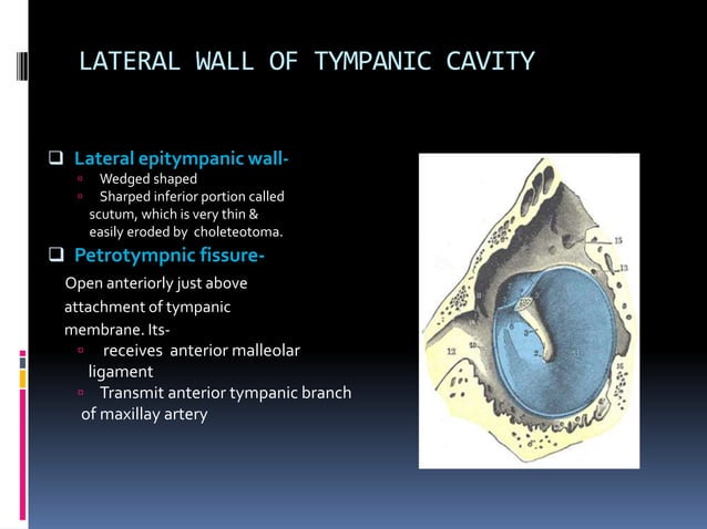Anatomy Of Middle Ear Cleft | PPTX