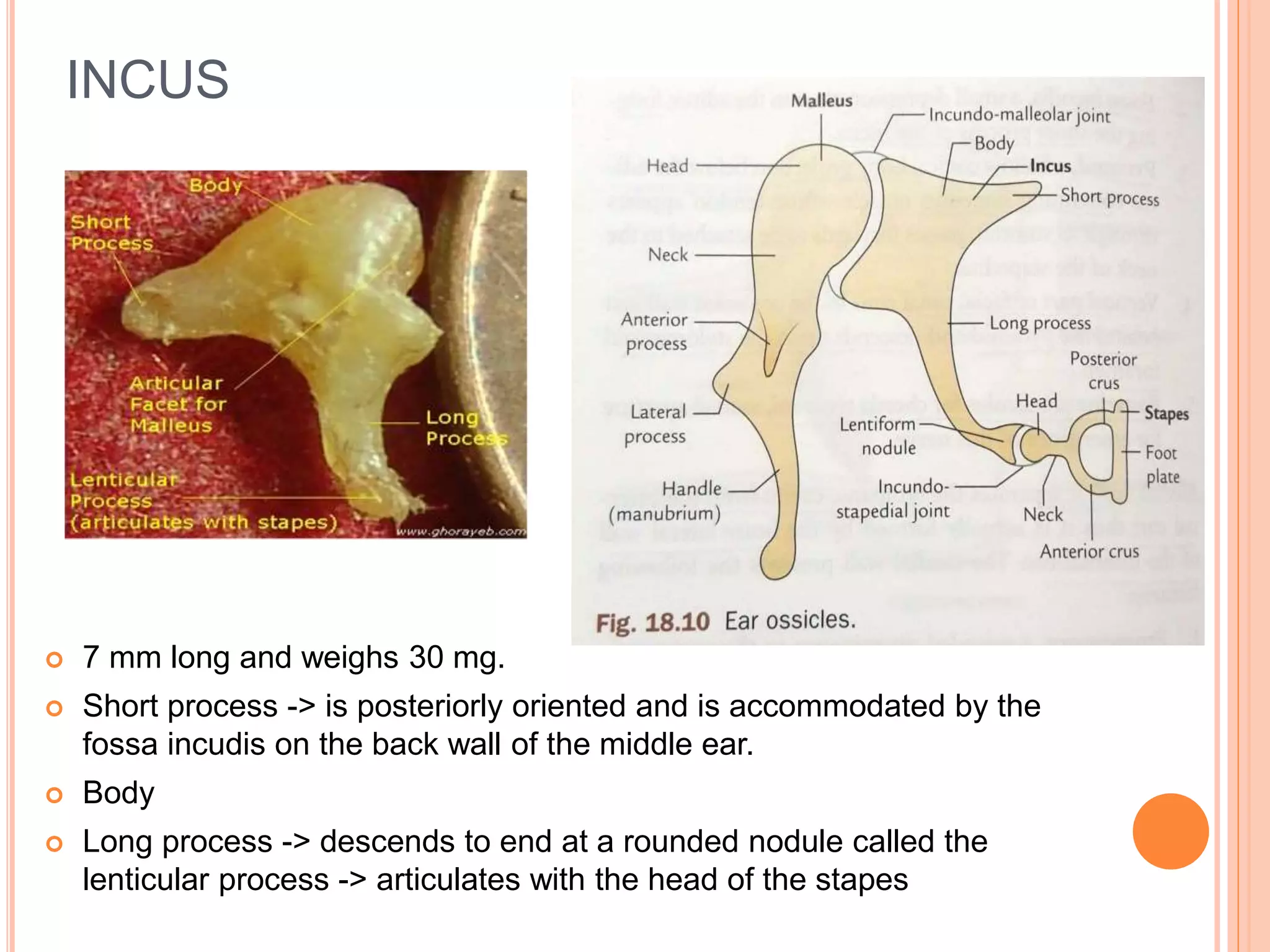 Middle ear anatomy | PPTX