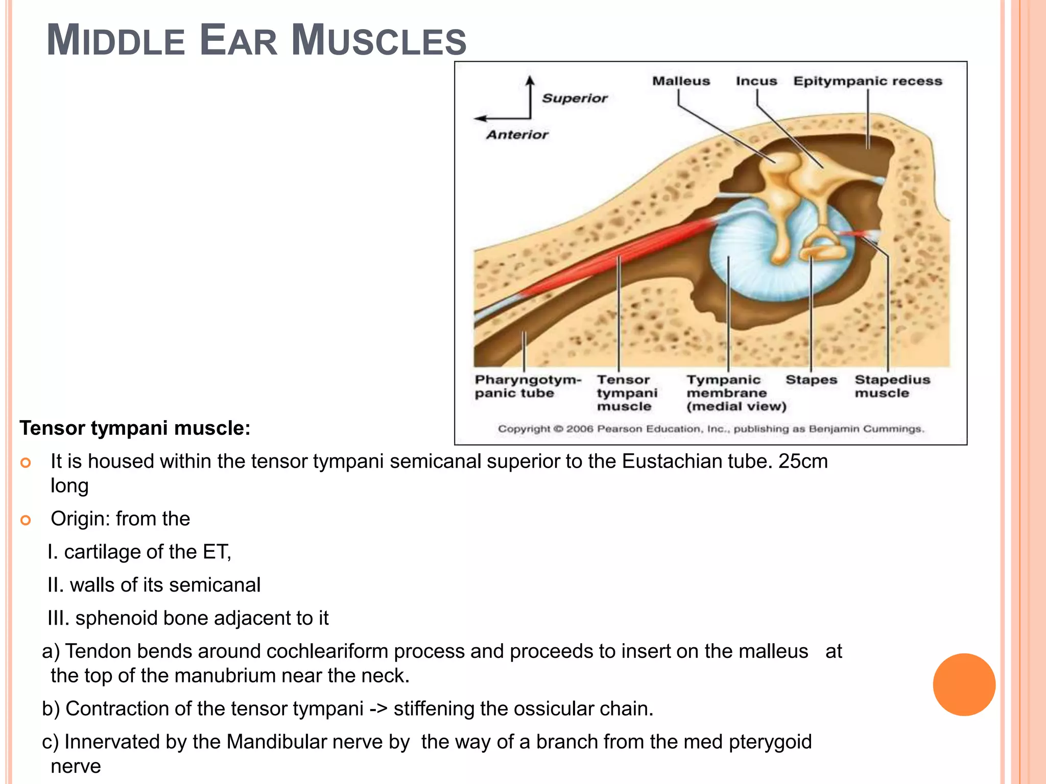 Middle ear anatomy | PPTX