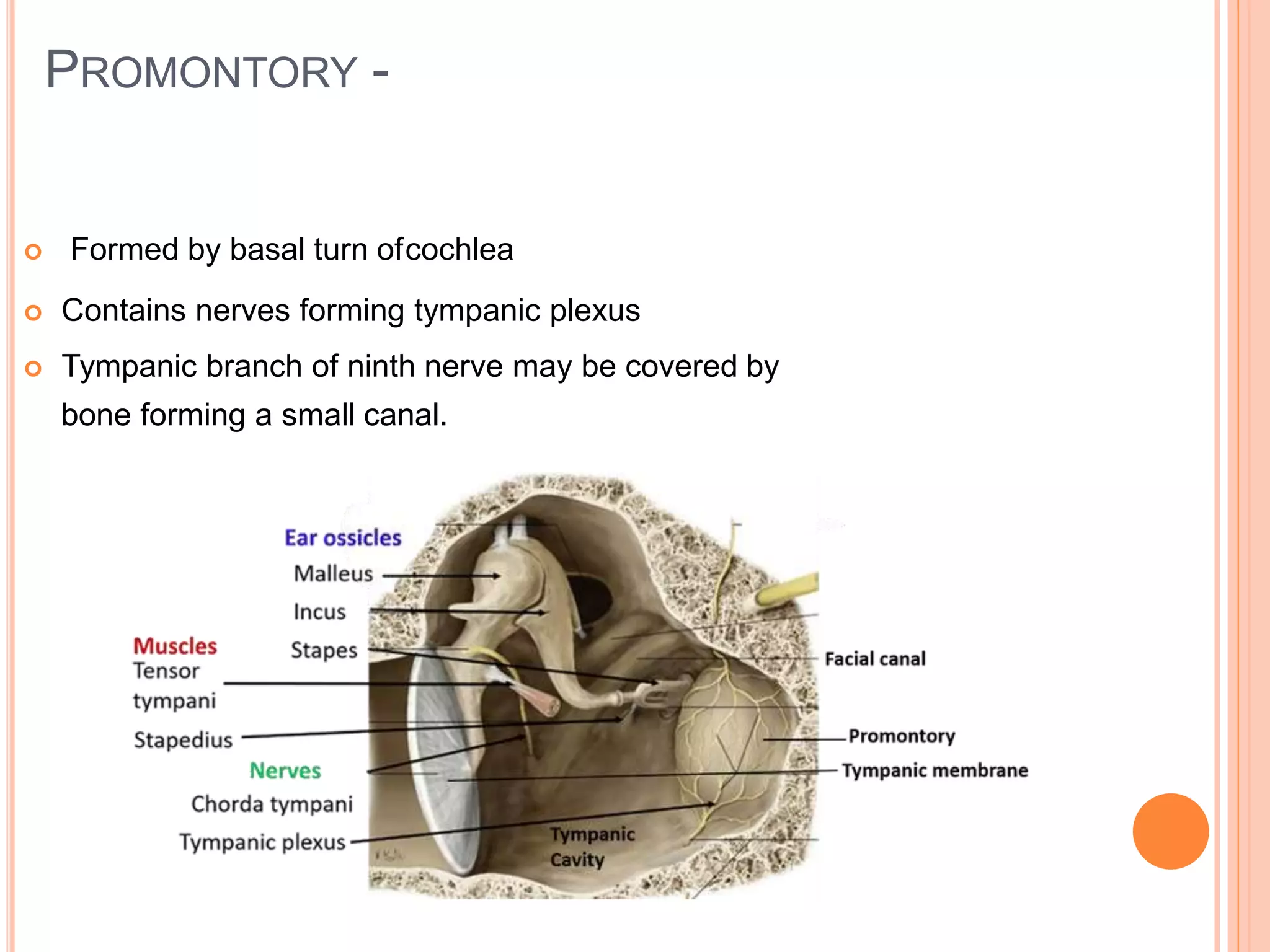 Middle ear anatomy | PPTX