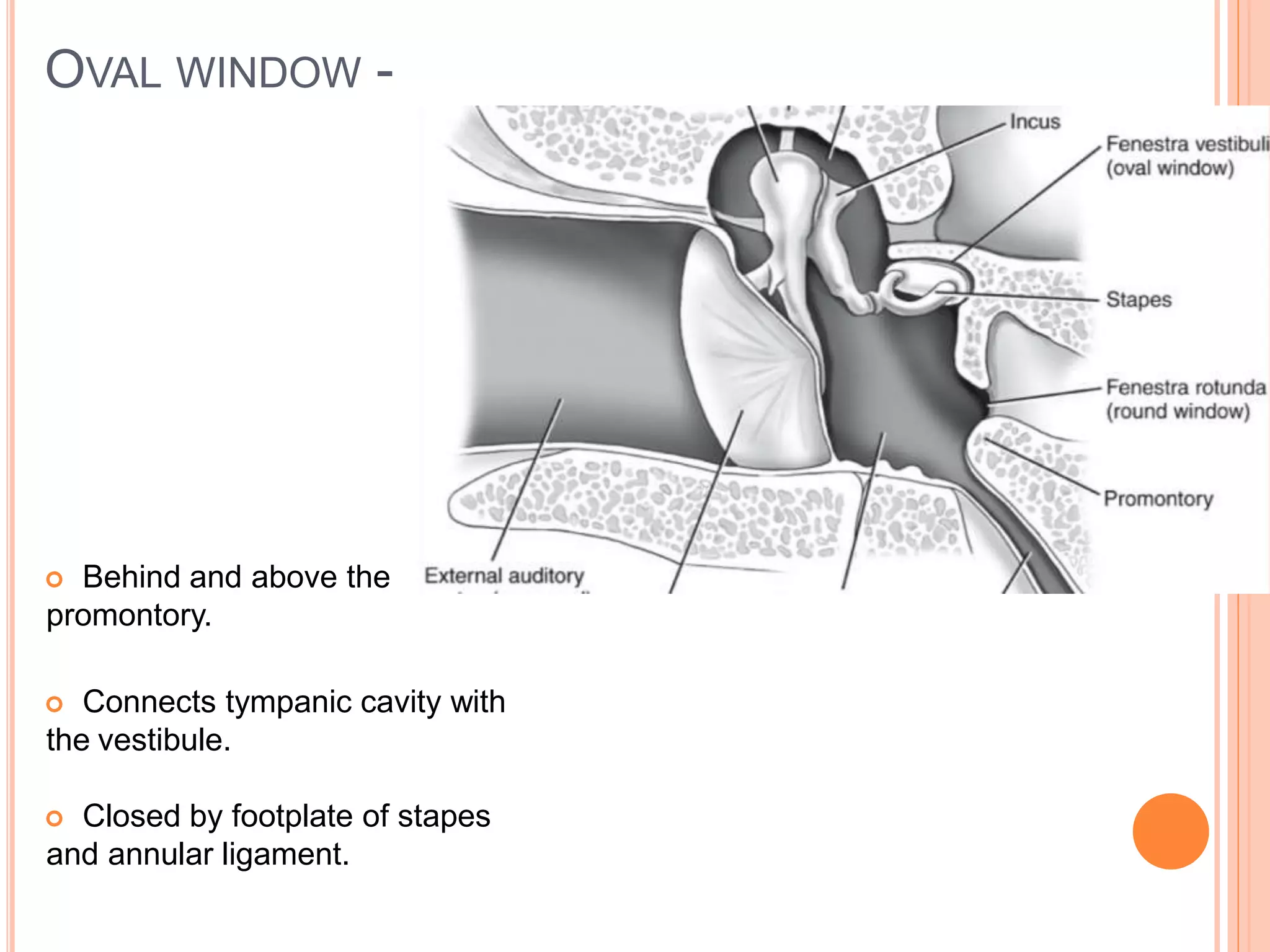 Middle ear anatomy | PPTX