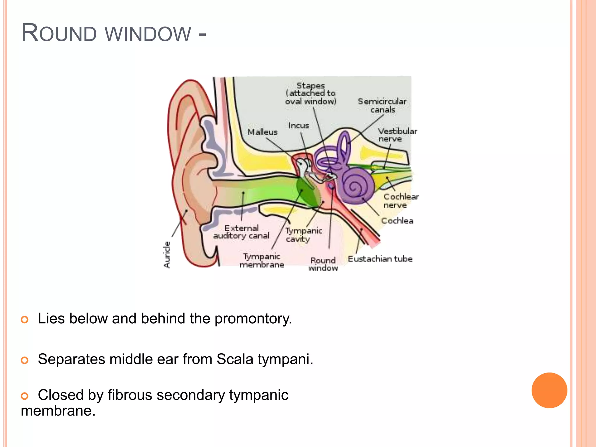 Middle ear anatomy | PPTX