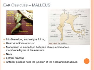 Middle ear anatomy | PPTX | Death, Injury, or Military Conflict ...