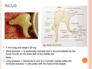 Middle ear anatomy | PPTX