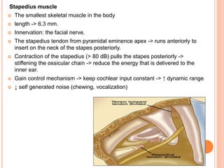 Middle ear anatomy | PPTX