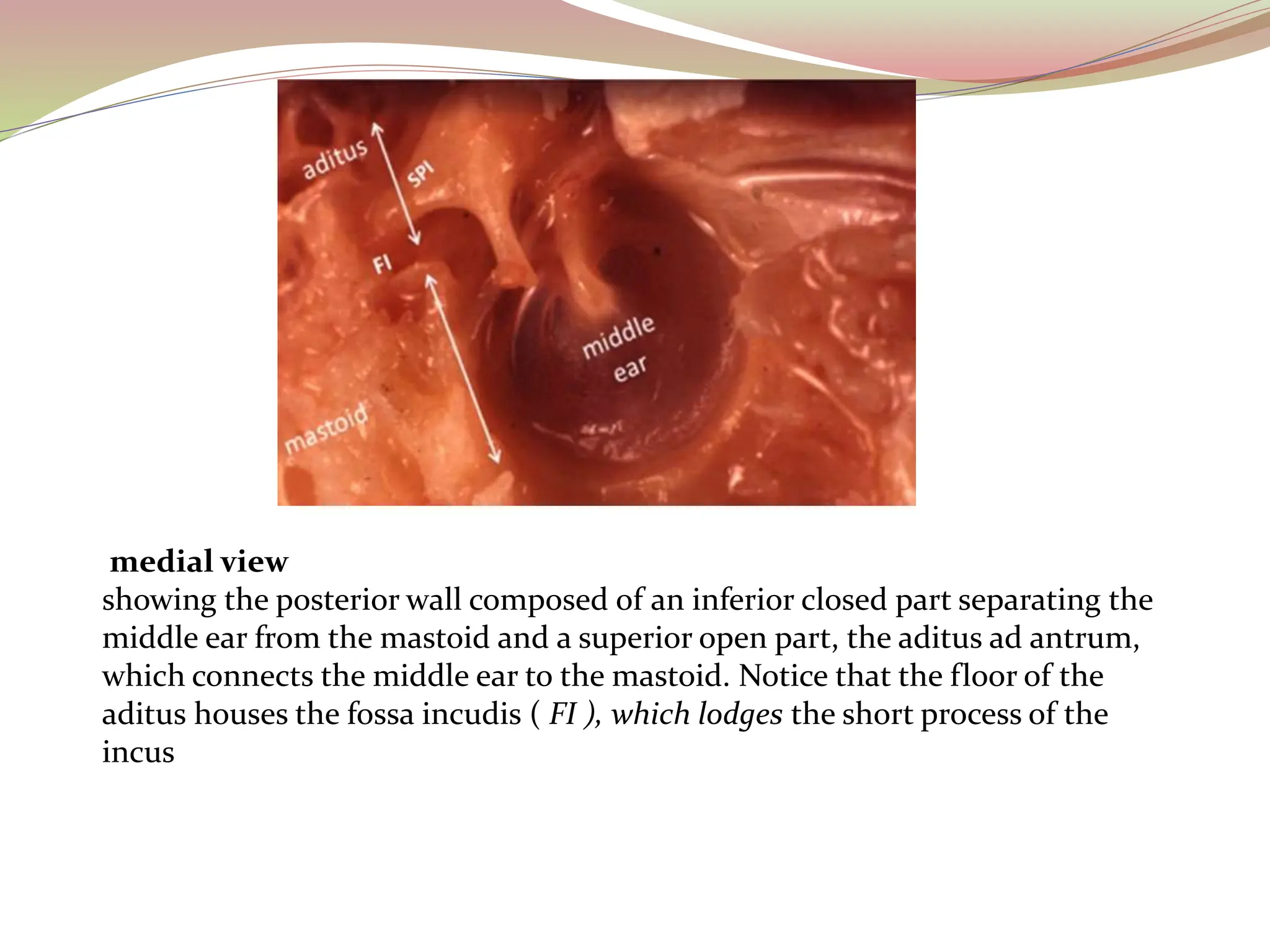 Middle Ear Anatomy.pptx