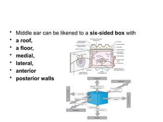 Middle Ear Anatomyof human body ENT.pptx