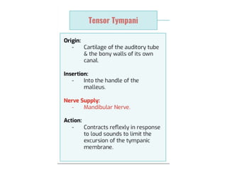 Middle Ear Anatomyof human body ENT.pptx