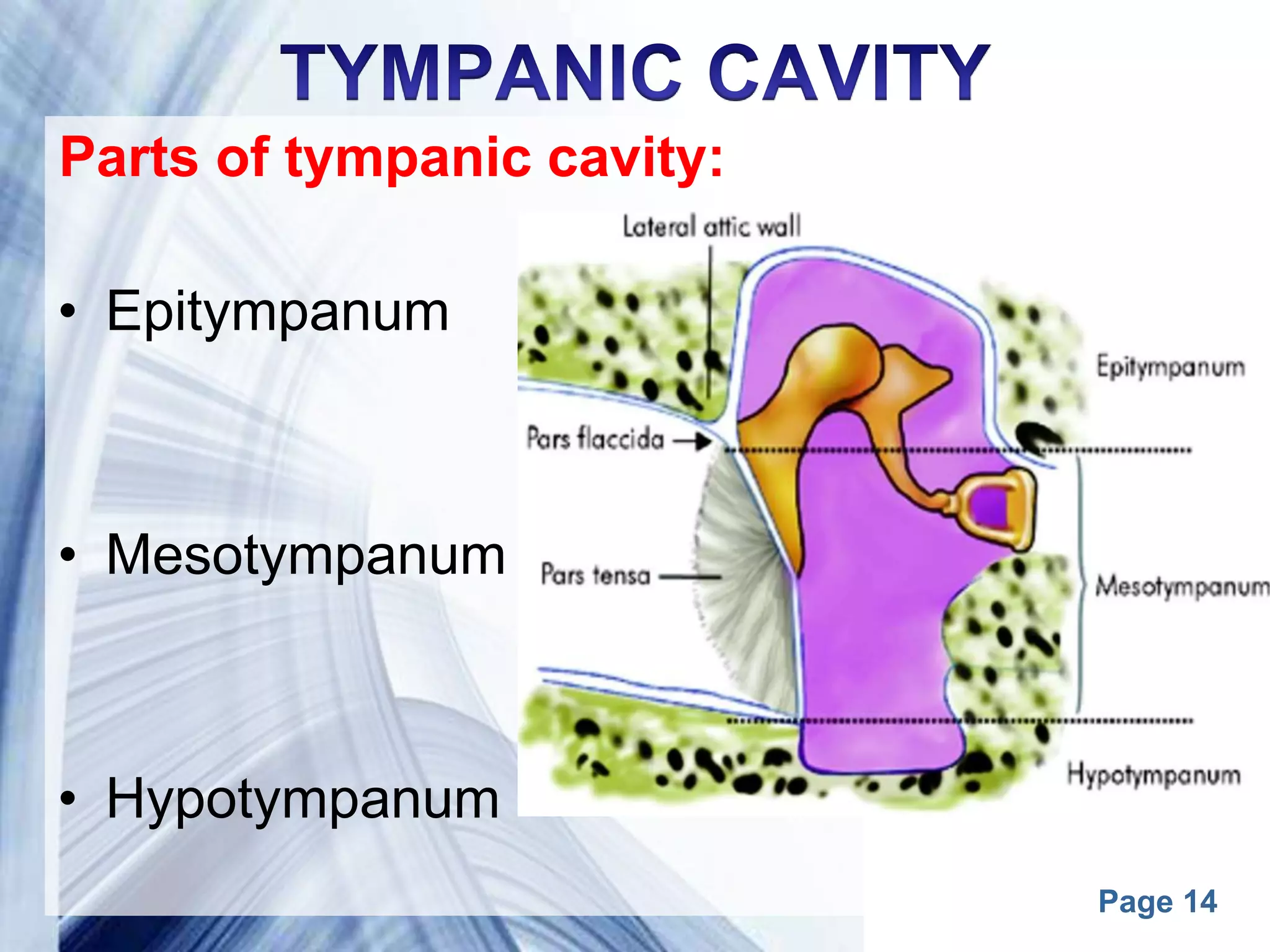 Middle ear anatomy | PPTX
