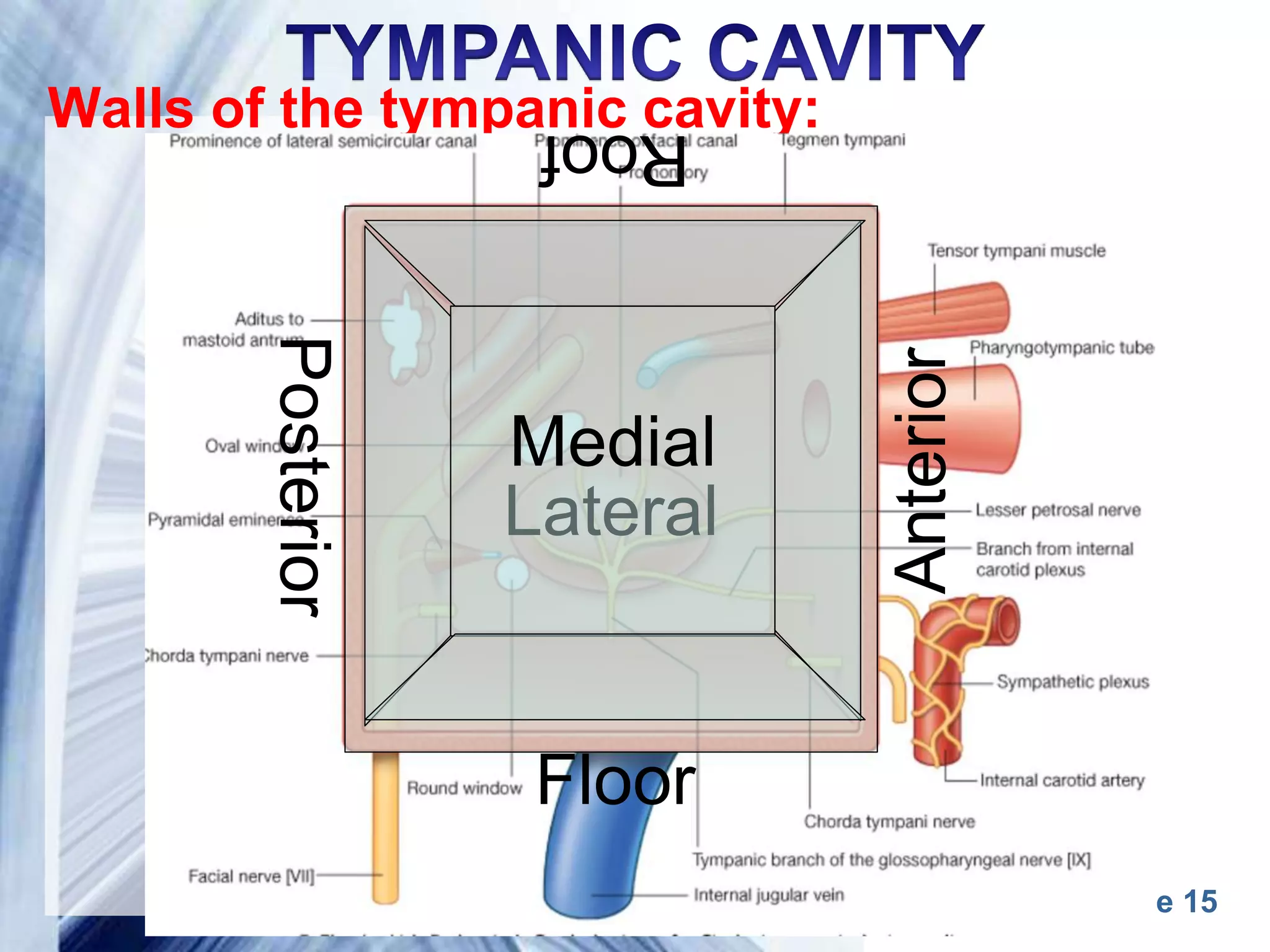 Middle ear anatomy | PPTX