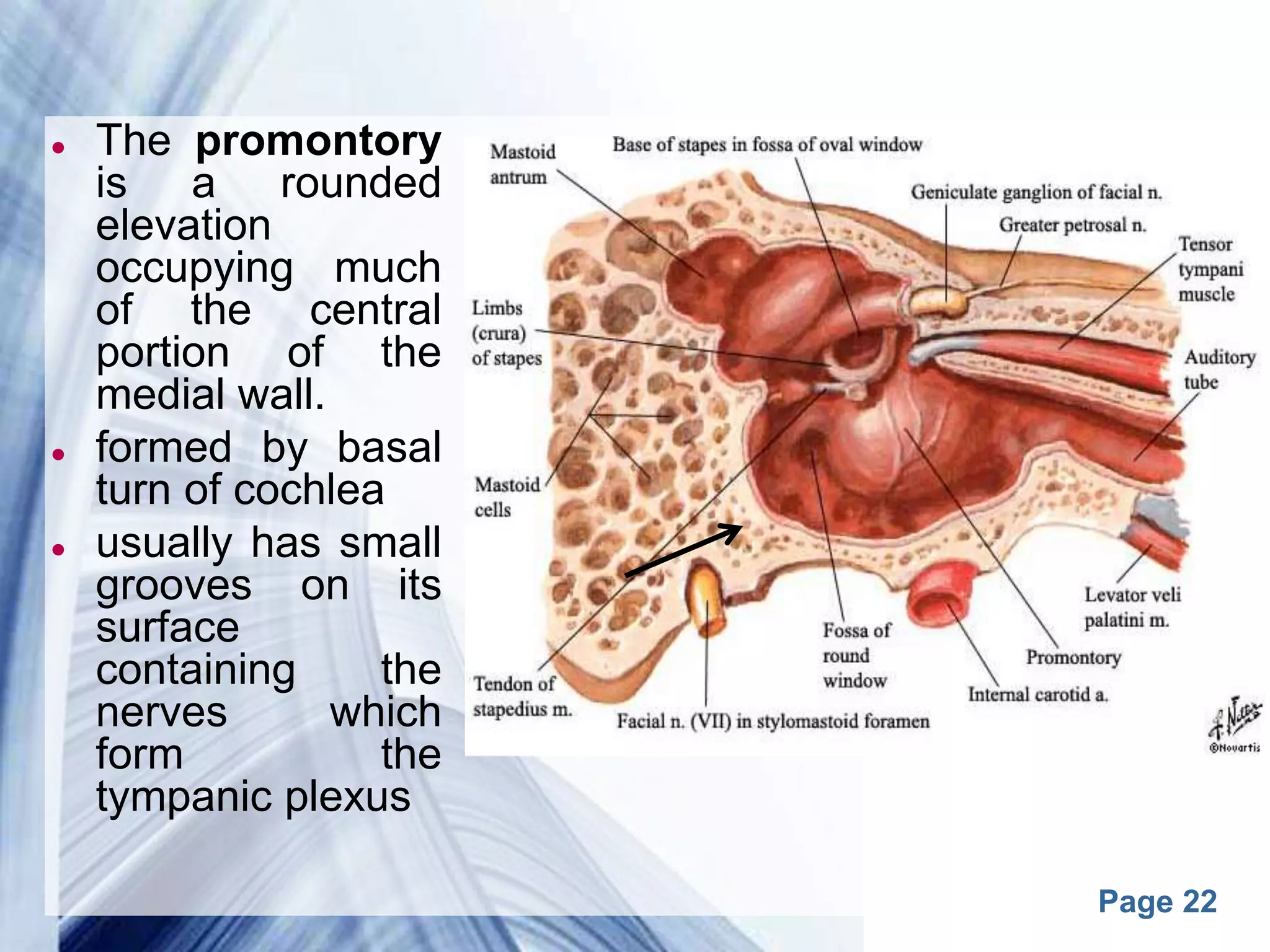 Middle ear anatomy | PPTX