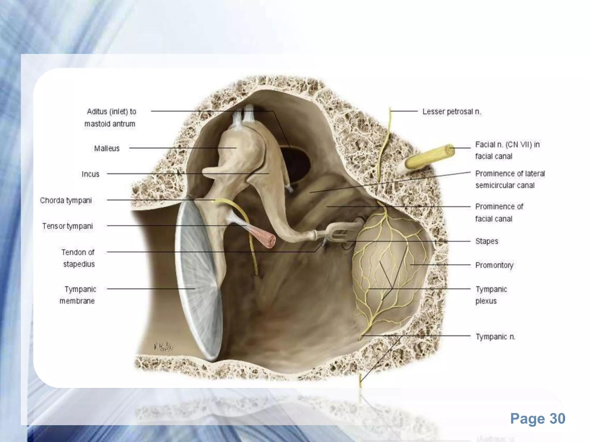 Middle ear anatomy | PPTX