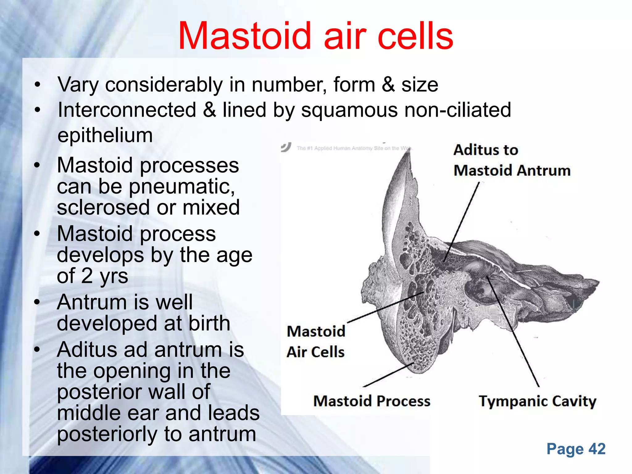 Middle ear anatomy | PPTX
