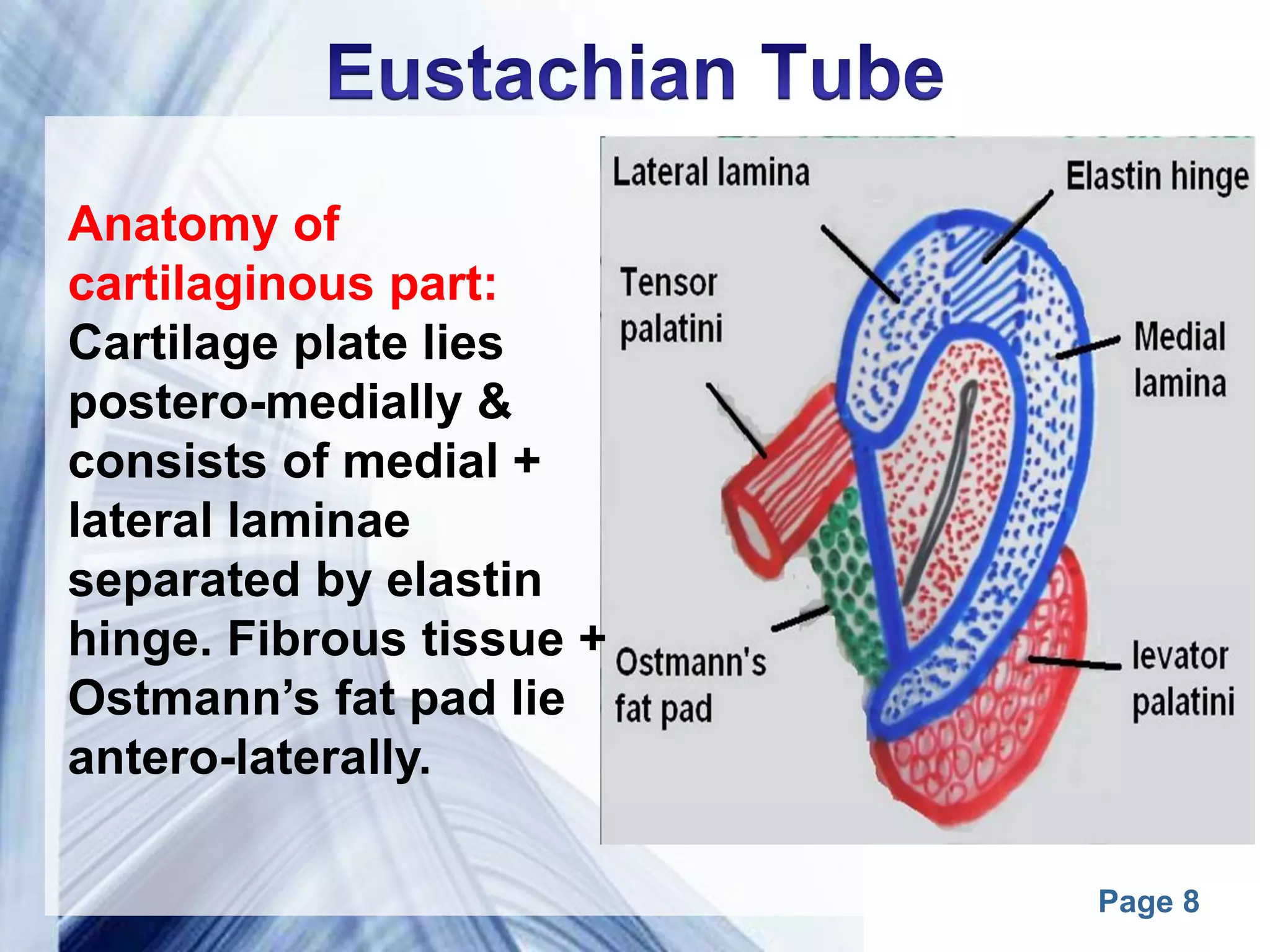 Middle ear anatomy | PPTX