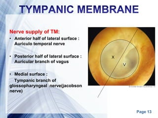 Tympanic Membrane Anatomy Chorda Tympani